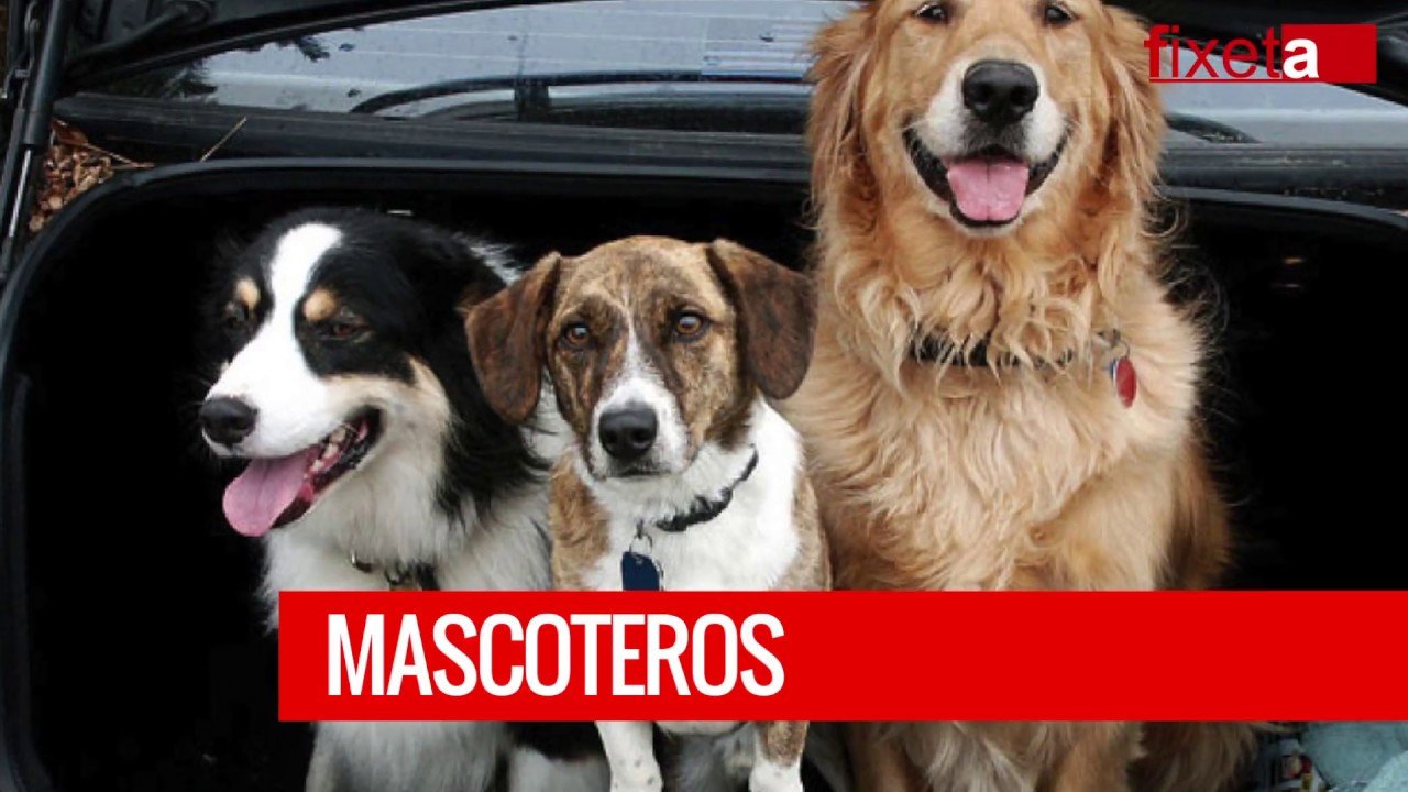 Nissan X-Trail 4Dogs: El mejor compañero de viaje para tus mascotas